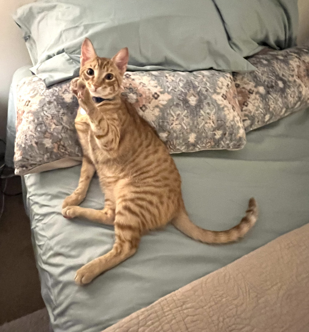 Opie | America's Favorite Pet