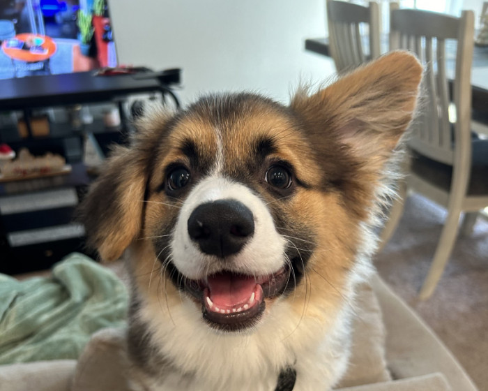 Thor | America's Favorite Pet