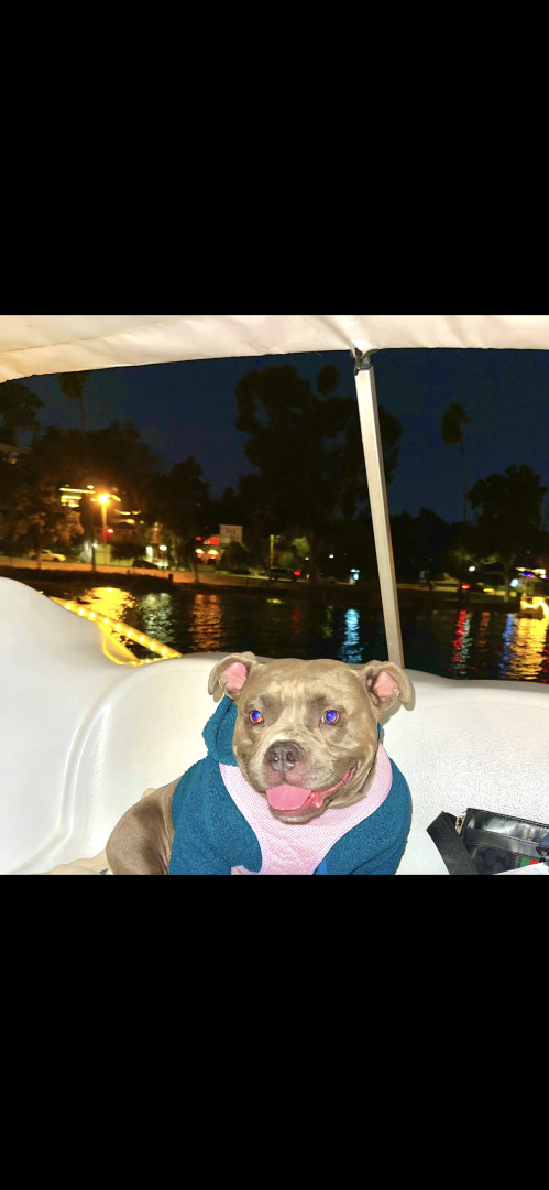 Lilly | America's Favorite Pet