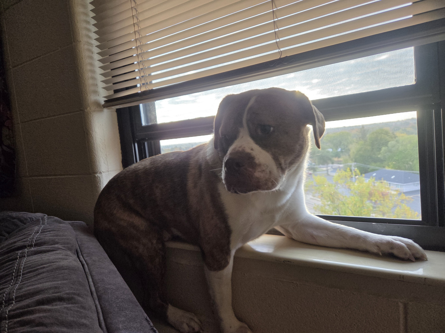 Dude | America's Favorite Pet