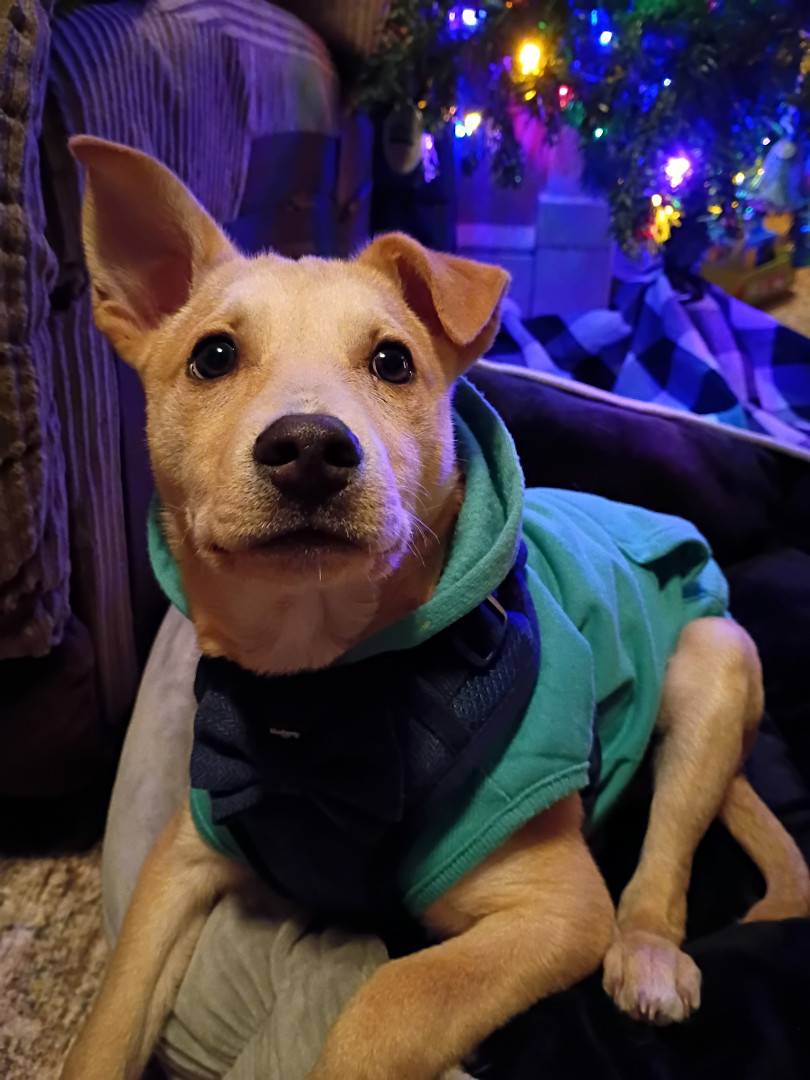 Zoonie | America's Favorite Pet