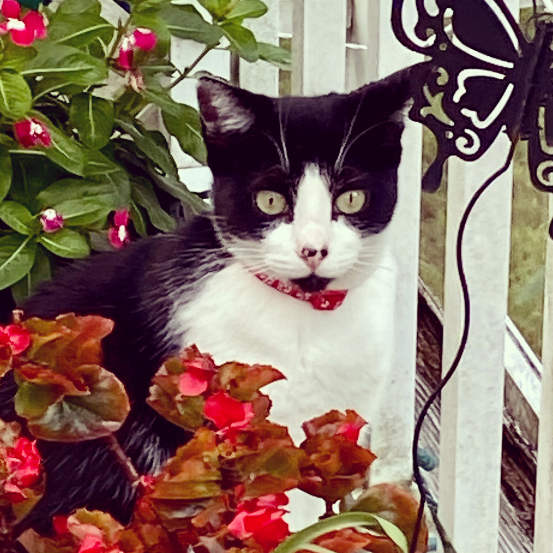 TC | America's Favorite Pet