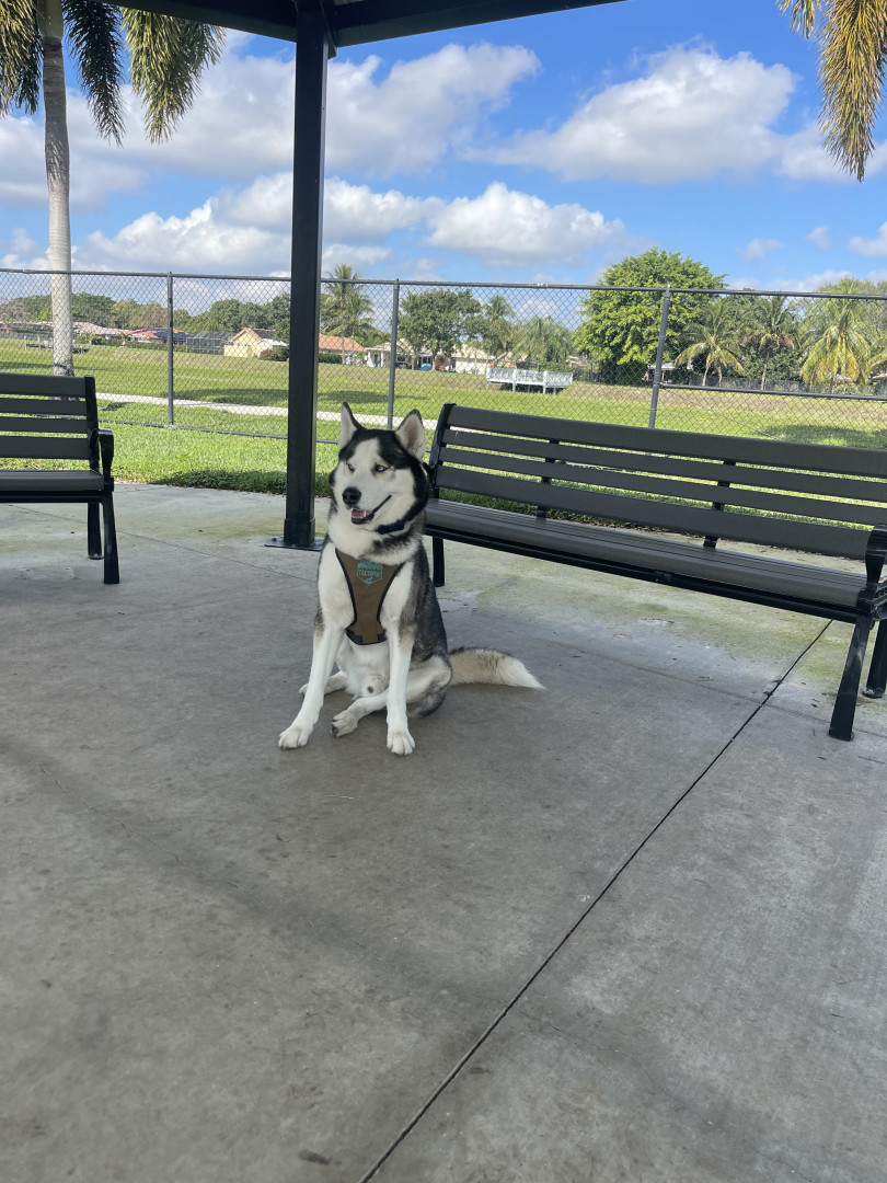 Zeus | America's Favorite Pet