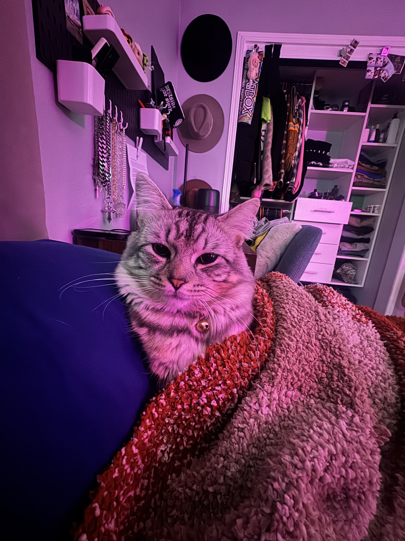 Benji | America's Favorite Pet