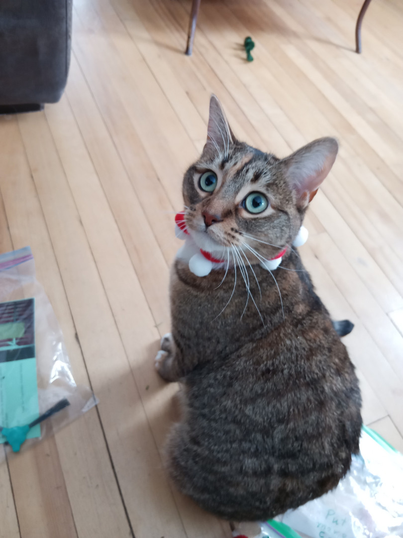 Nala | America's Favorite Pet