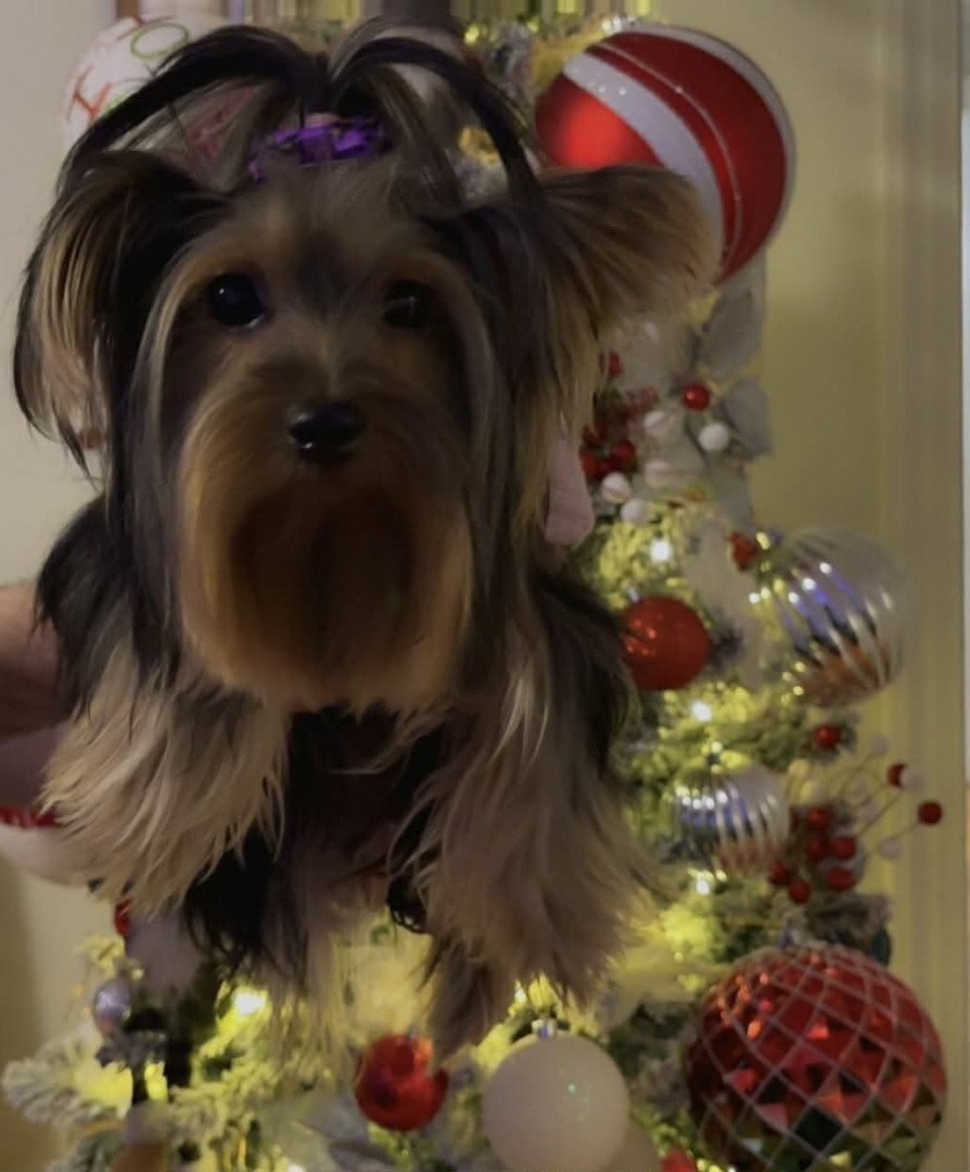 Nala | America's Favorite Pet