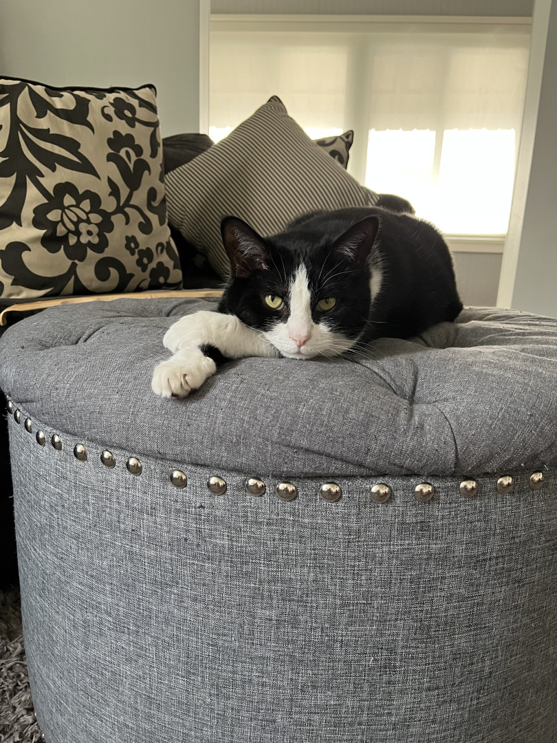 Panda Bear | America's Favorite Pet