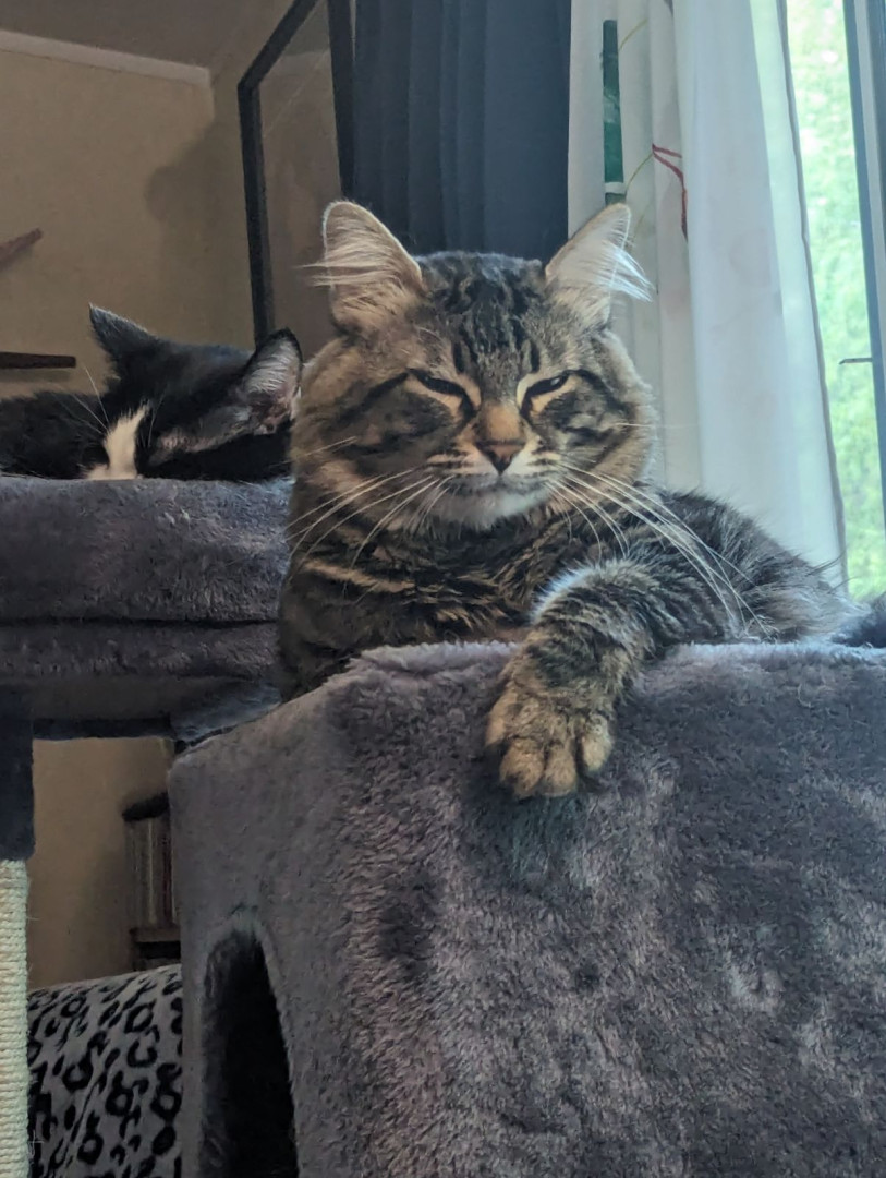 Mr. Booger | America's Favorite Pet