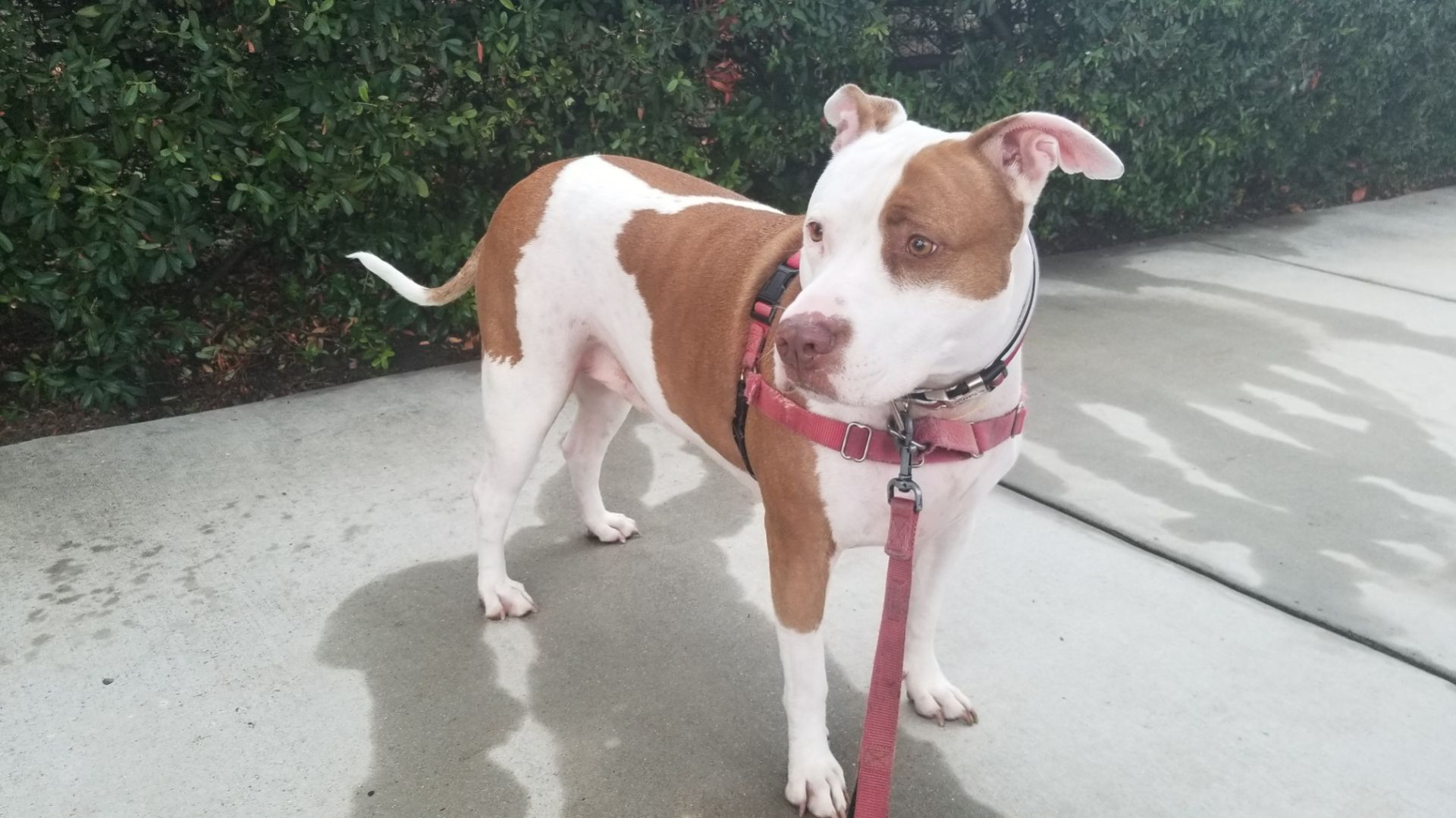 Chyna | America's Favorite Pet