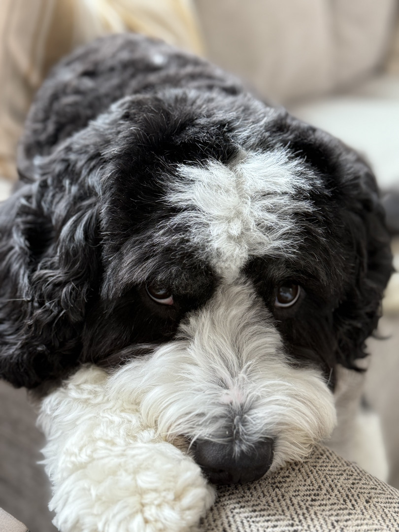 Forrest Gump | America's Favorite Pet