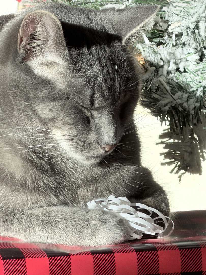 Simba | America's Favorite Pet