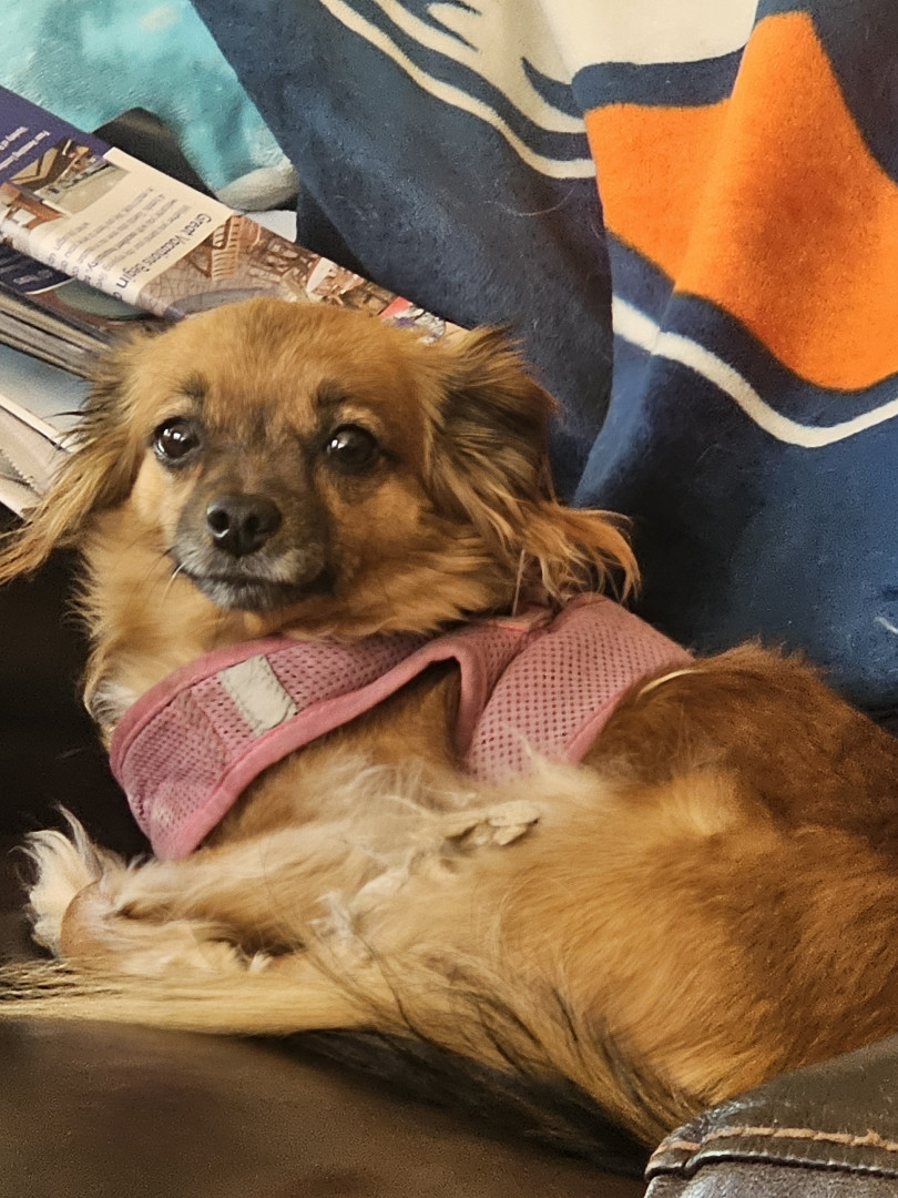 Julie Zerr | America's Favorite Pet