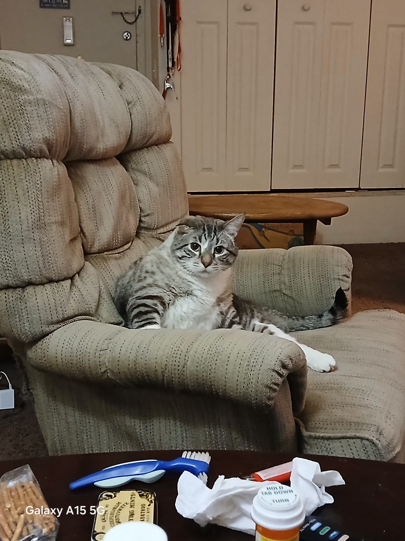 Elvis | America's Favorite Pet