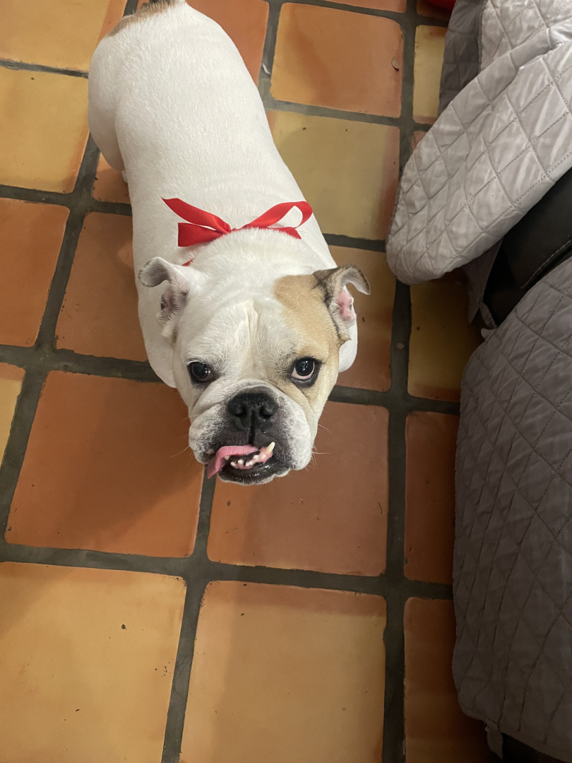 Bella Boo | America's Favorite Pet