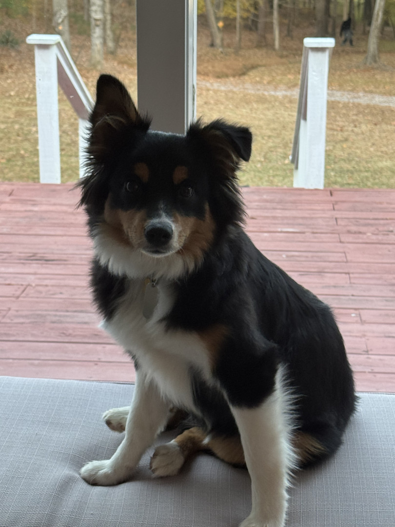 Molly, Cyrus Campbell | America's Favorite Pet