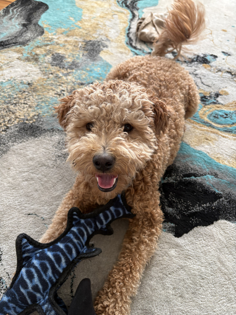 Chester | America's Favorite Pet