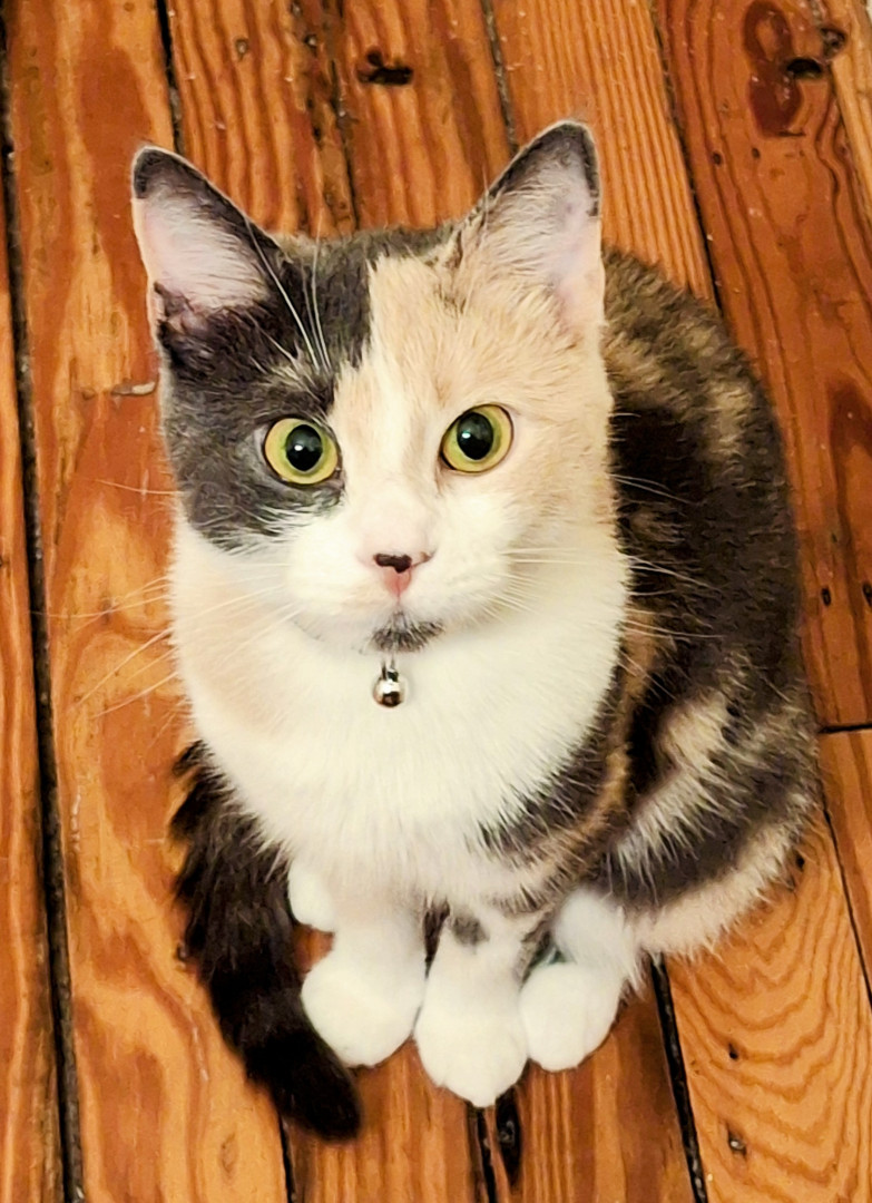 Havey | America's Favorite Pet