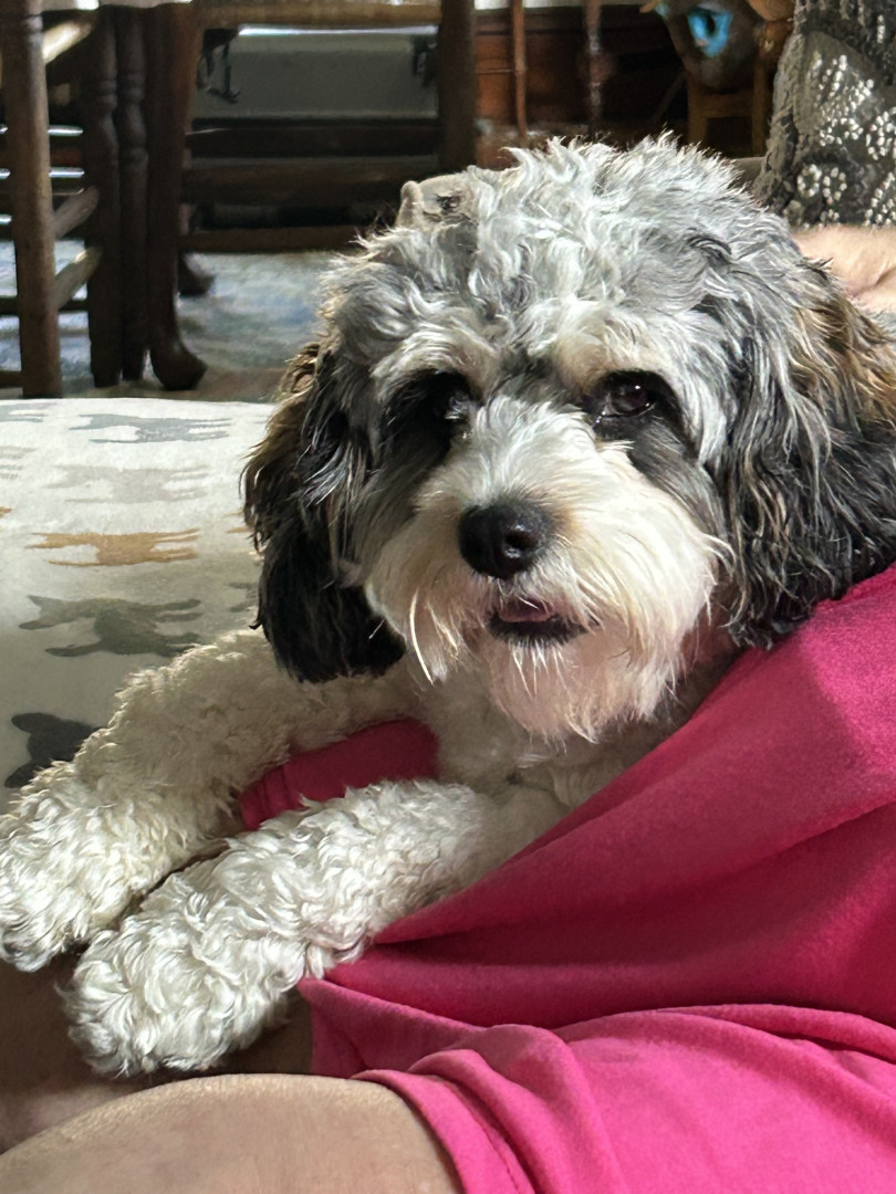 Spot | America's Favorite Pet