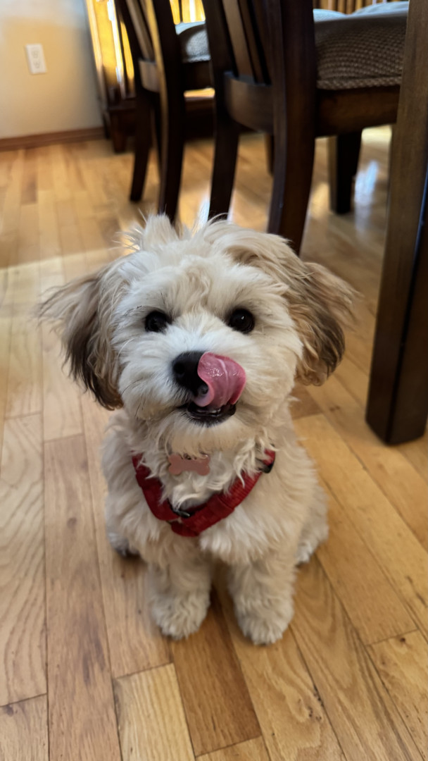 Cleo | America's Favorite Pet