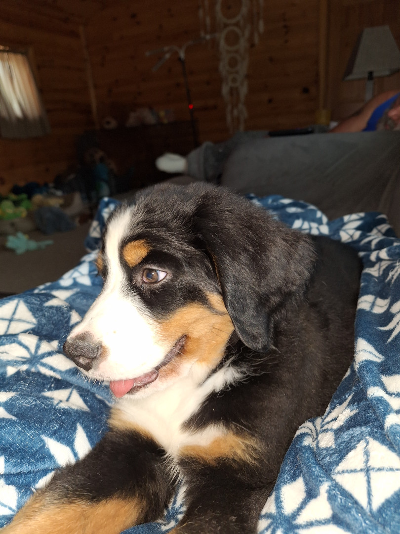 Lilly | America's Favorite Pet