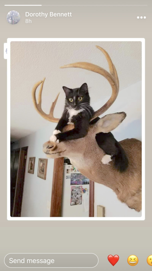 Ellie Cat | America's Favorite Pet