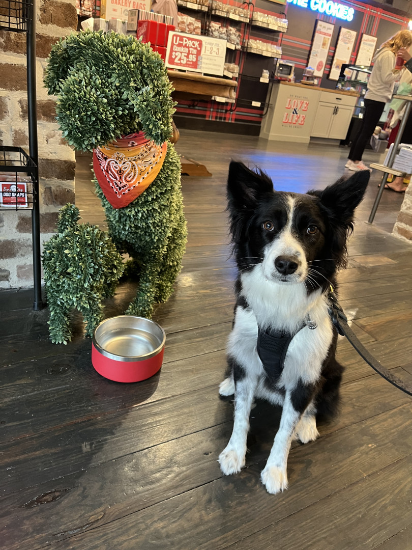 Phoebe | America's Favorite Pet