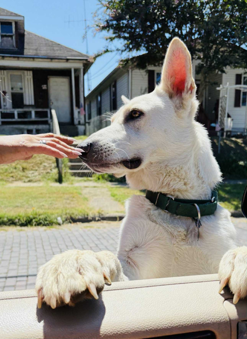 Kilo | America's Favorite Pet