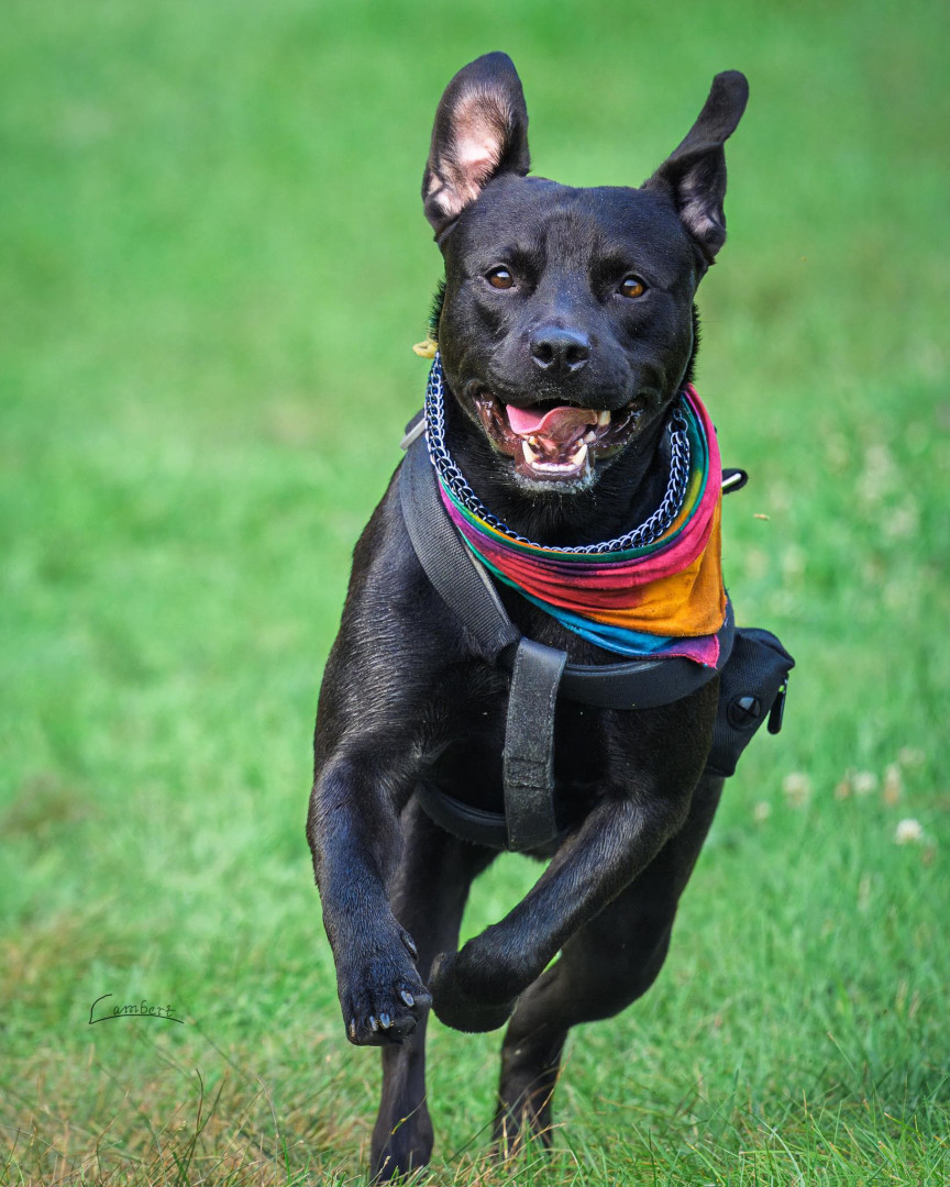 Max | America's Favorite Pet