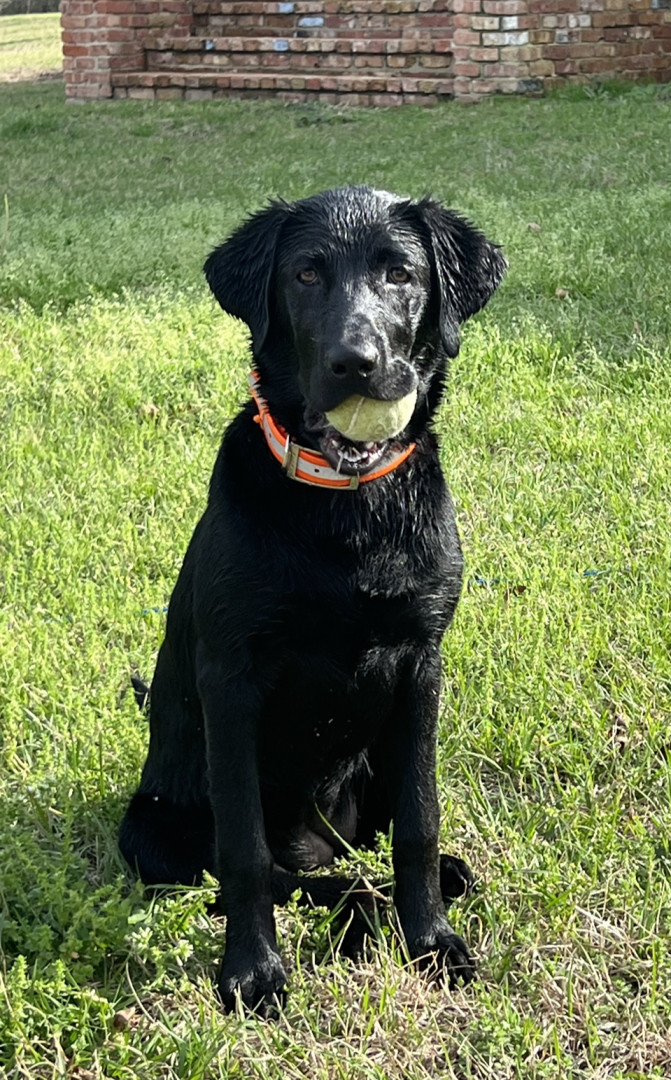 Ellie Mae | America's Favorite Pet