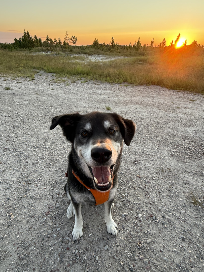 Ryker | America's Favorite Pet