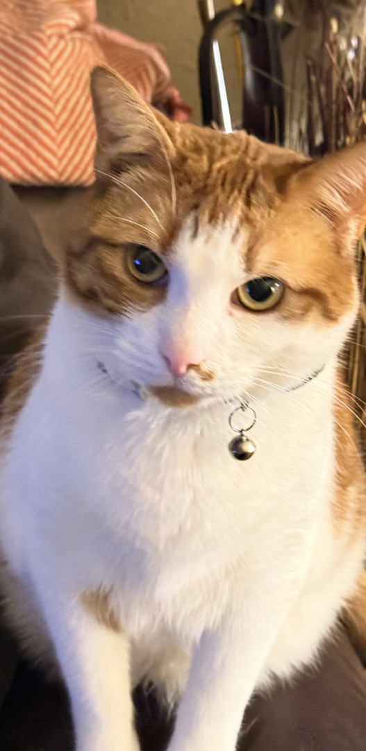 Sir Dash the Cat | America's Favorite Pet