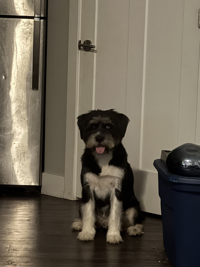 Blue | America's Favorite Pet