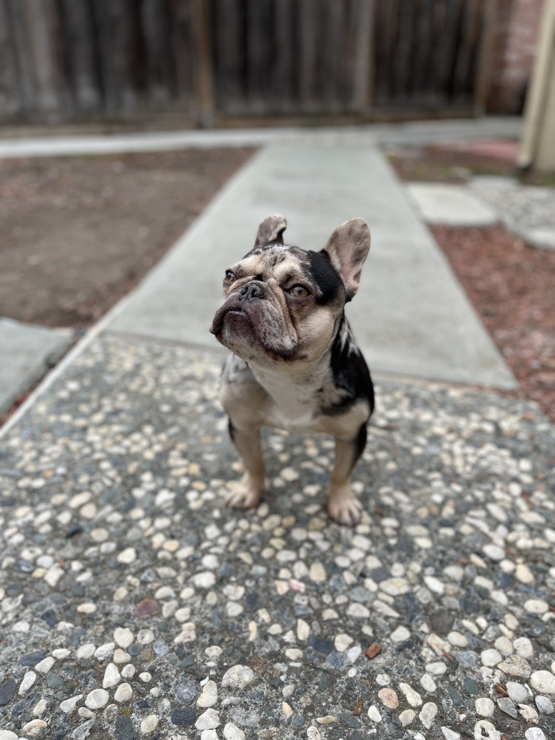 Louie | America's Favorite Pet