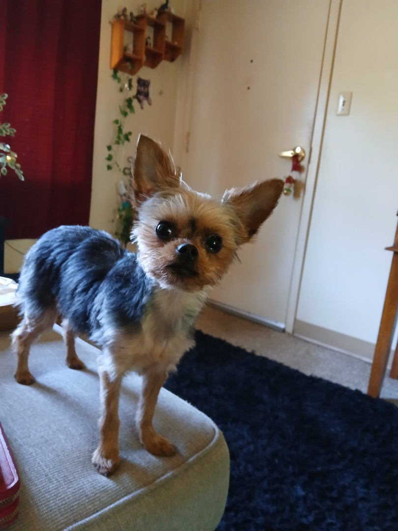 Callie | America's Favorite Pet