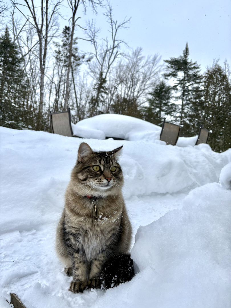 Willy Nelson | America's Favorite Pet