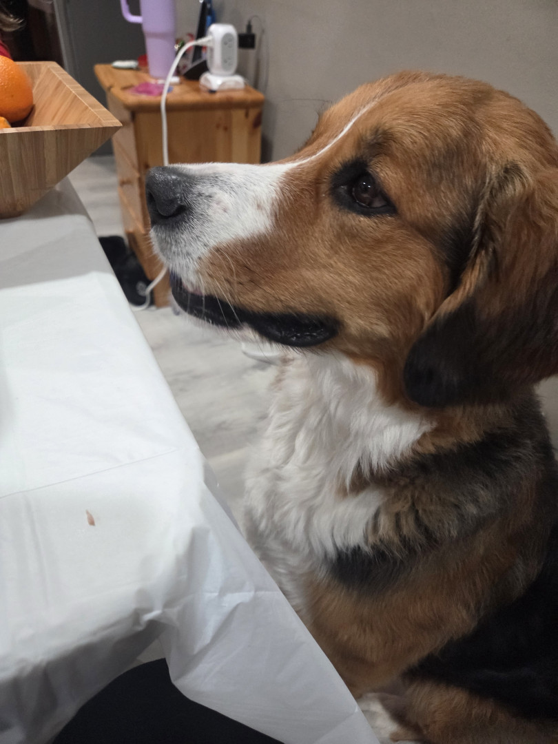 Gabi | America's Favorite Pet