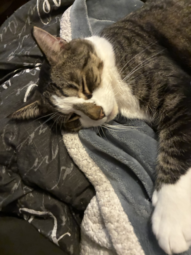 Onyx | America's Favorite Pet