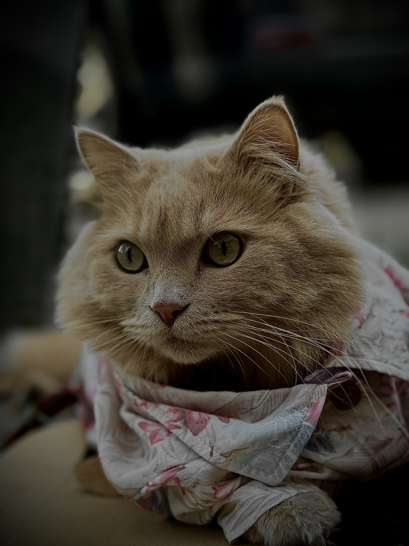 Mono | America's Favorite Pet