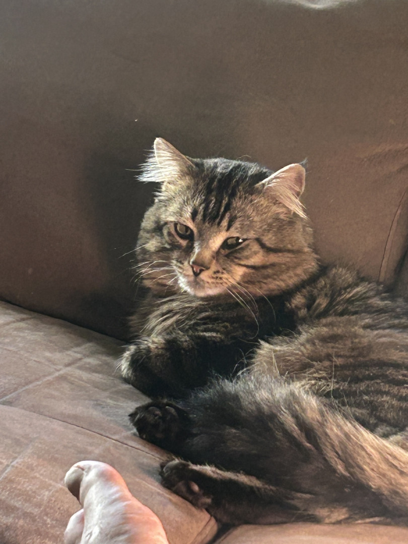 Pablo | America's Favorite Pet