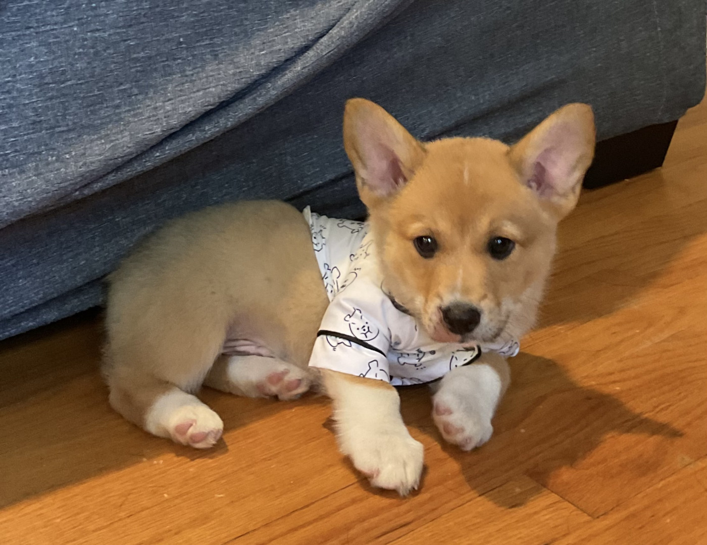 Toby | America's Favorite Pet