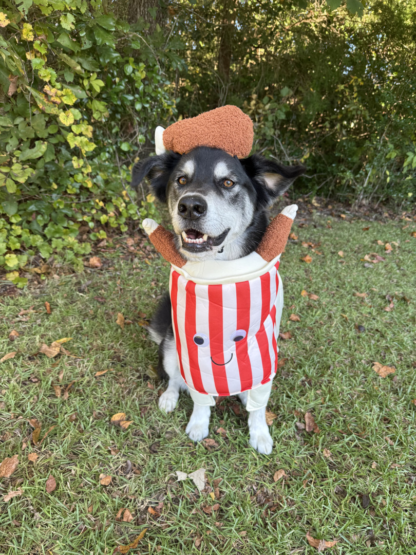 Ryker | America's Favorite Pet