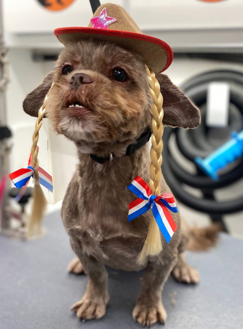 Nova J | America's Favorite Pet