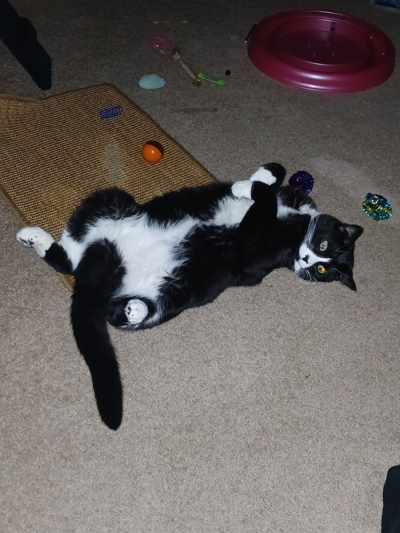 Magnus | America's Favorite Pet