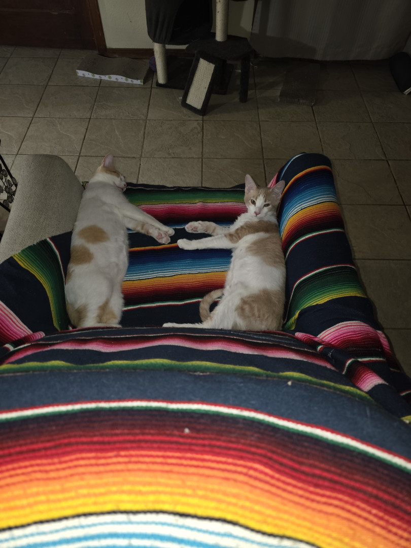 Michi and Micifus | America's Favorite Pet