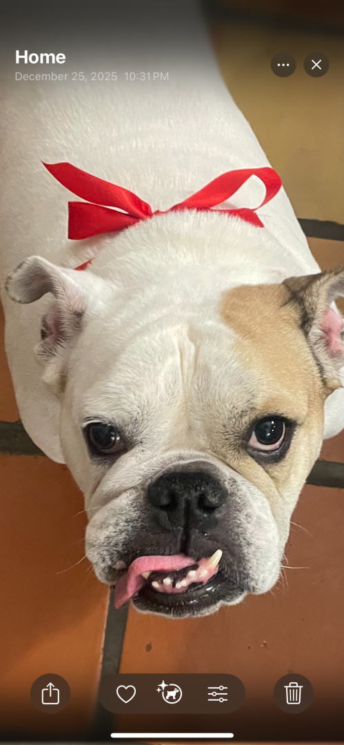 Bella Boo | America's Favorite Pet