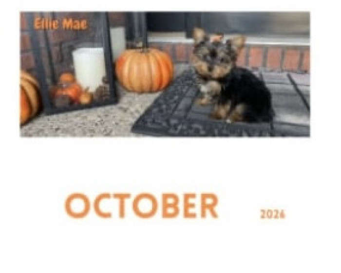 Ellie Mae | America's Favorite Pet