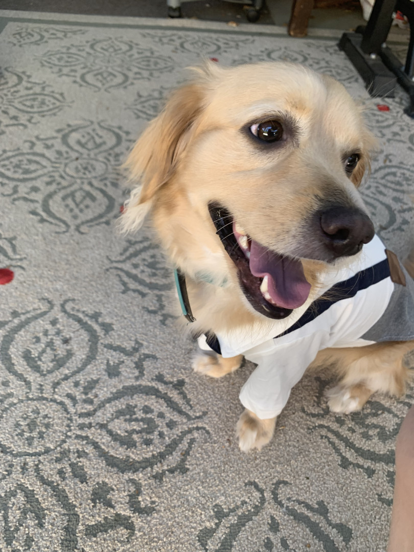 Sir Higgins | America's Favorite Pet