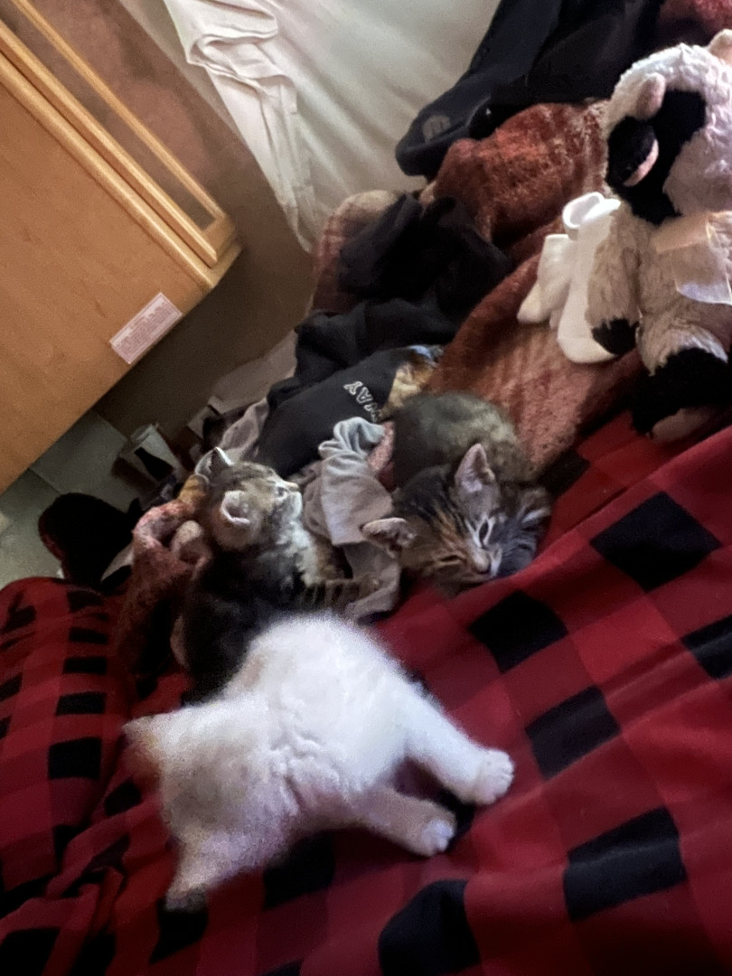 Baby | America's Favorite Pet