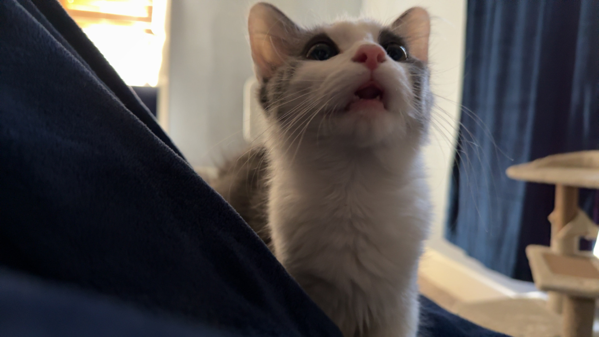 Gizmo | America's Favorite Pet