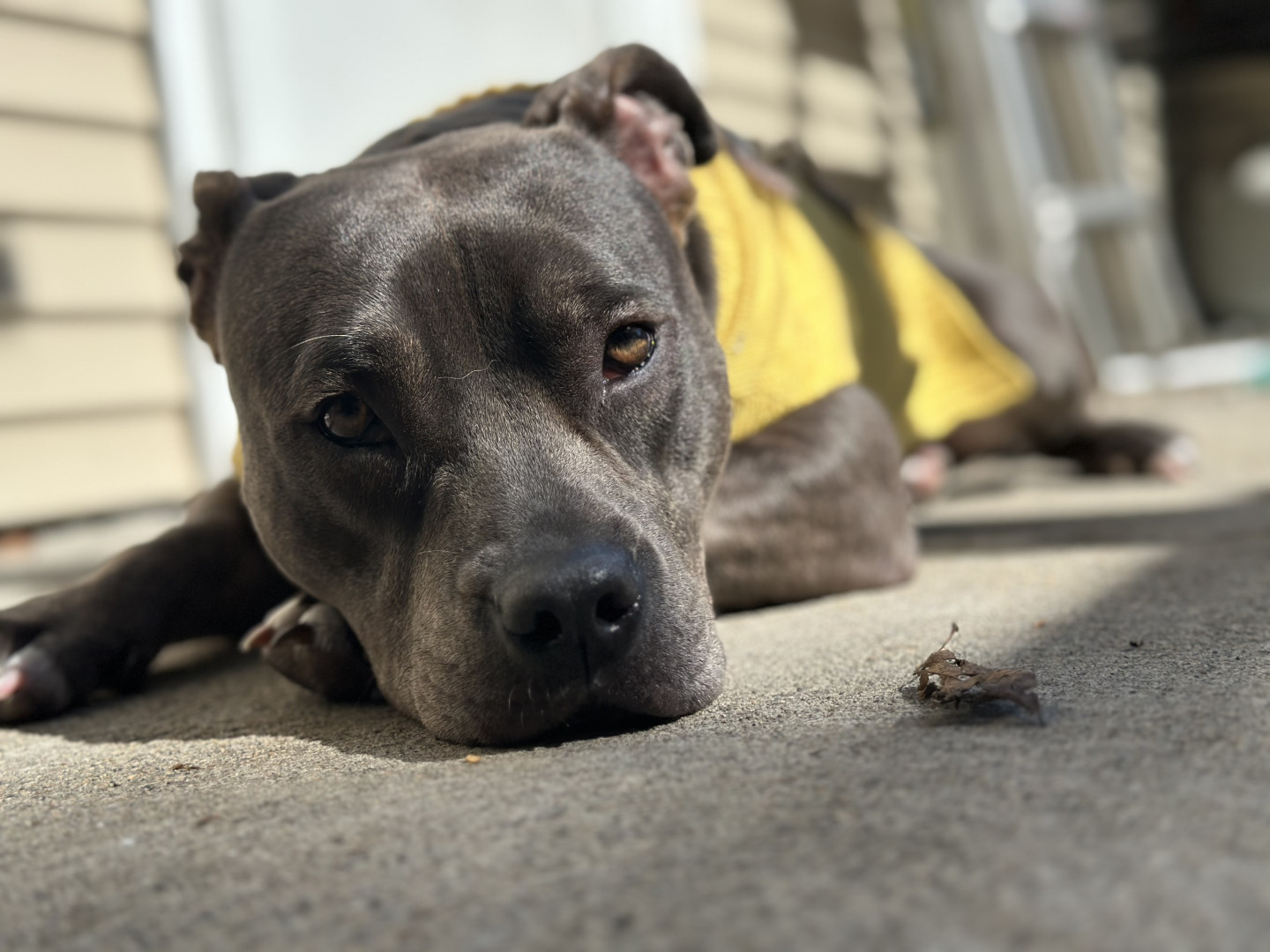 Ruby | America's Favorite Pet